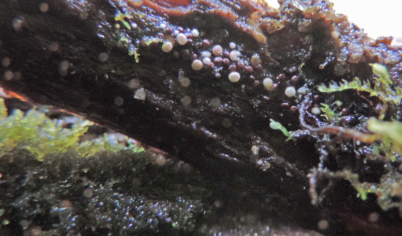 En riktig raritet - Svamp.se