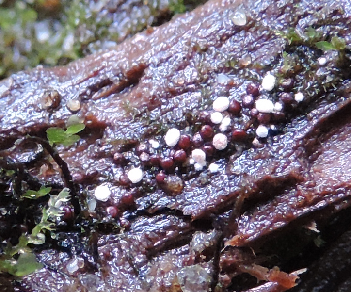 En riktig raritet - Svamp.se