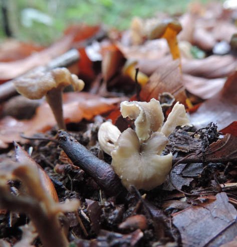 svampkurser - Svamp.se